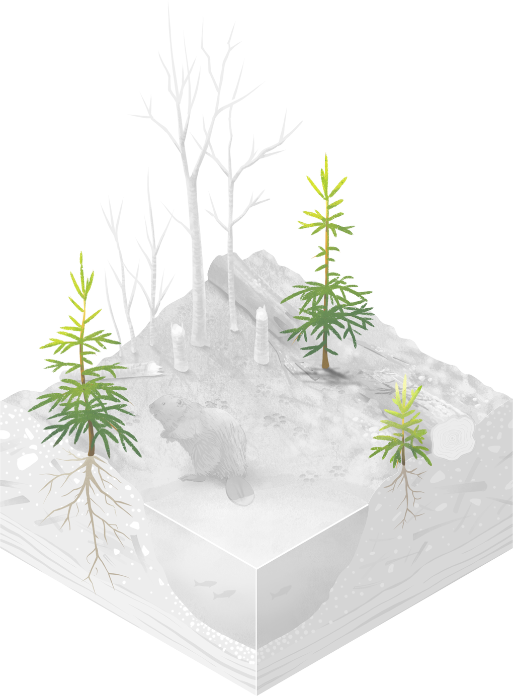 10 years after the Oso landslide, a new forest is rising | The Seattle ...