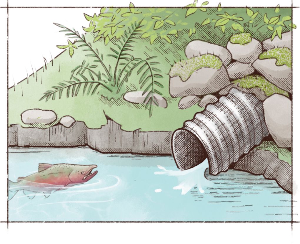 Massive WA salmon recovery plan scrutinized with latest $100M project