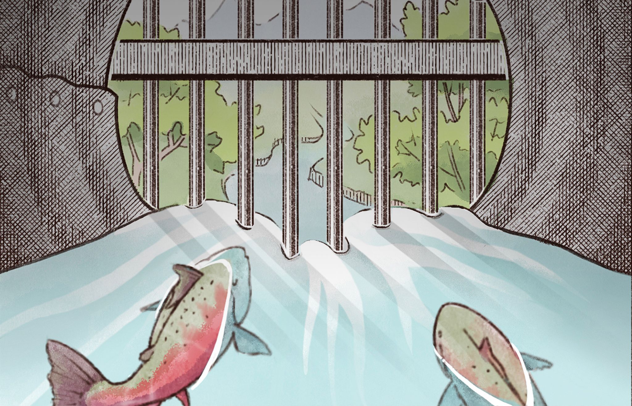 Illustration: See obstacles migrating salmon face in urban streams ...