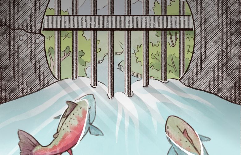 Illustration: See obstacles migrating salmon face in urban streams ...