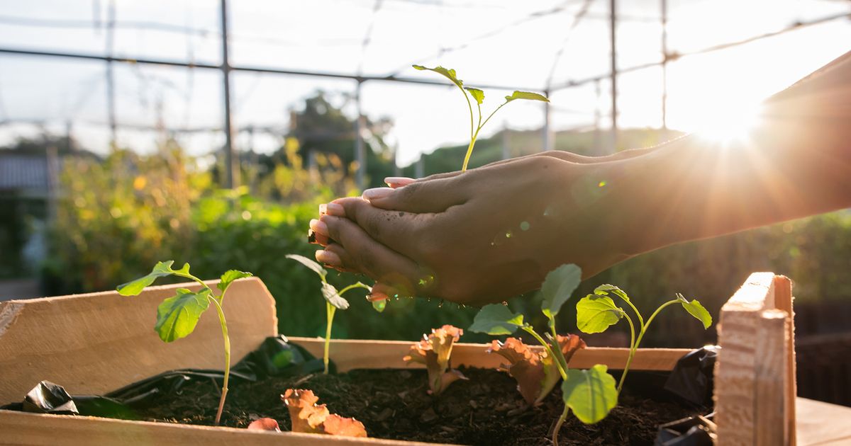 Plants saved her life. Now she’s helping others heal at her L.A. plant ...