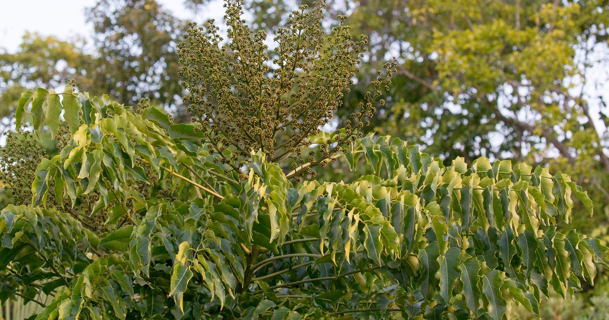 The invasive tree of heaven | The Seattle Times