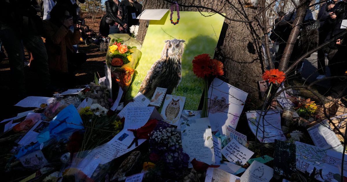 Fans gather to say goodbye to Flaco the owl in New York City memorial ...