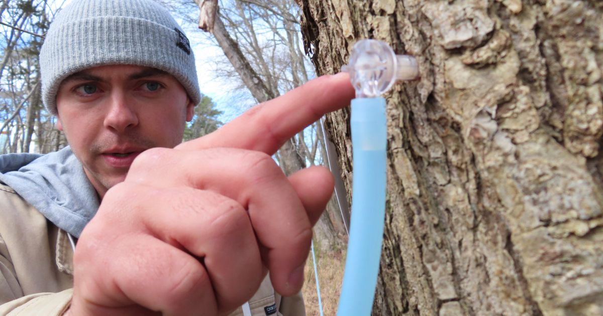 Maple syrup from New Jersey: You got a problem with that? | The Seattle ...