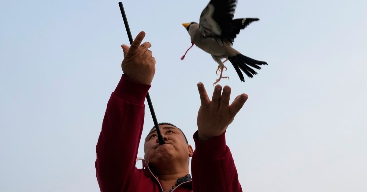 AP PHOTOS: Beijingers play fetch with migratory birds in traditional ...
