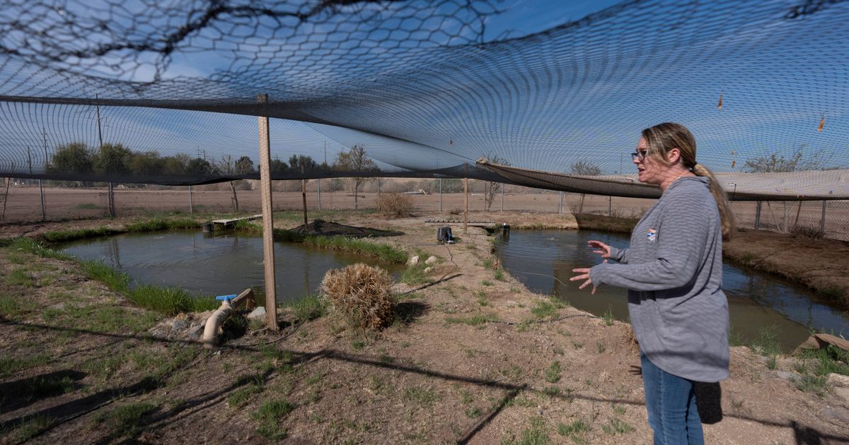 Tiny, endangered fish hinders California’s Colorado River conservation ...