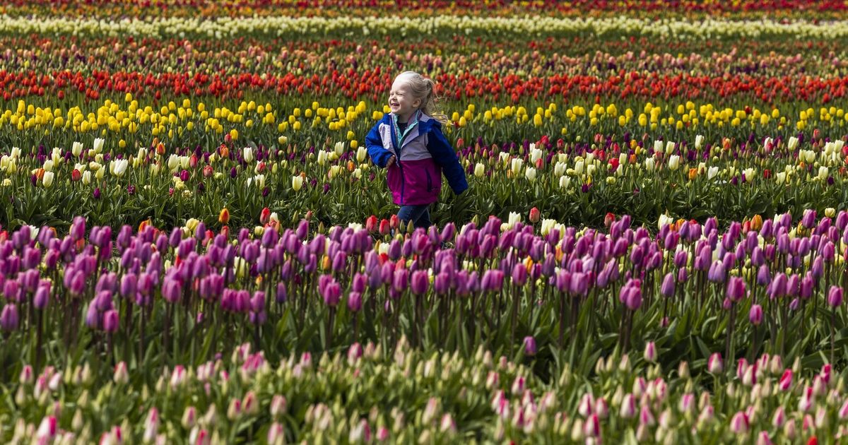 Skagit Valley Tulip Festival 2024: How to experience WA’s tulip fields ...
