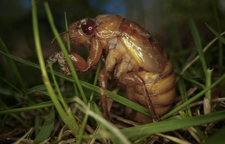 Invaders from underground are coming in cicada-geddon. It’s the biggest ...