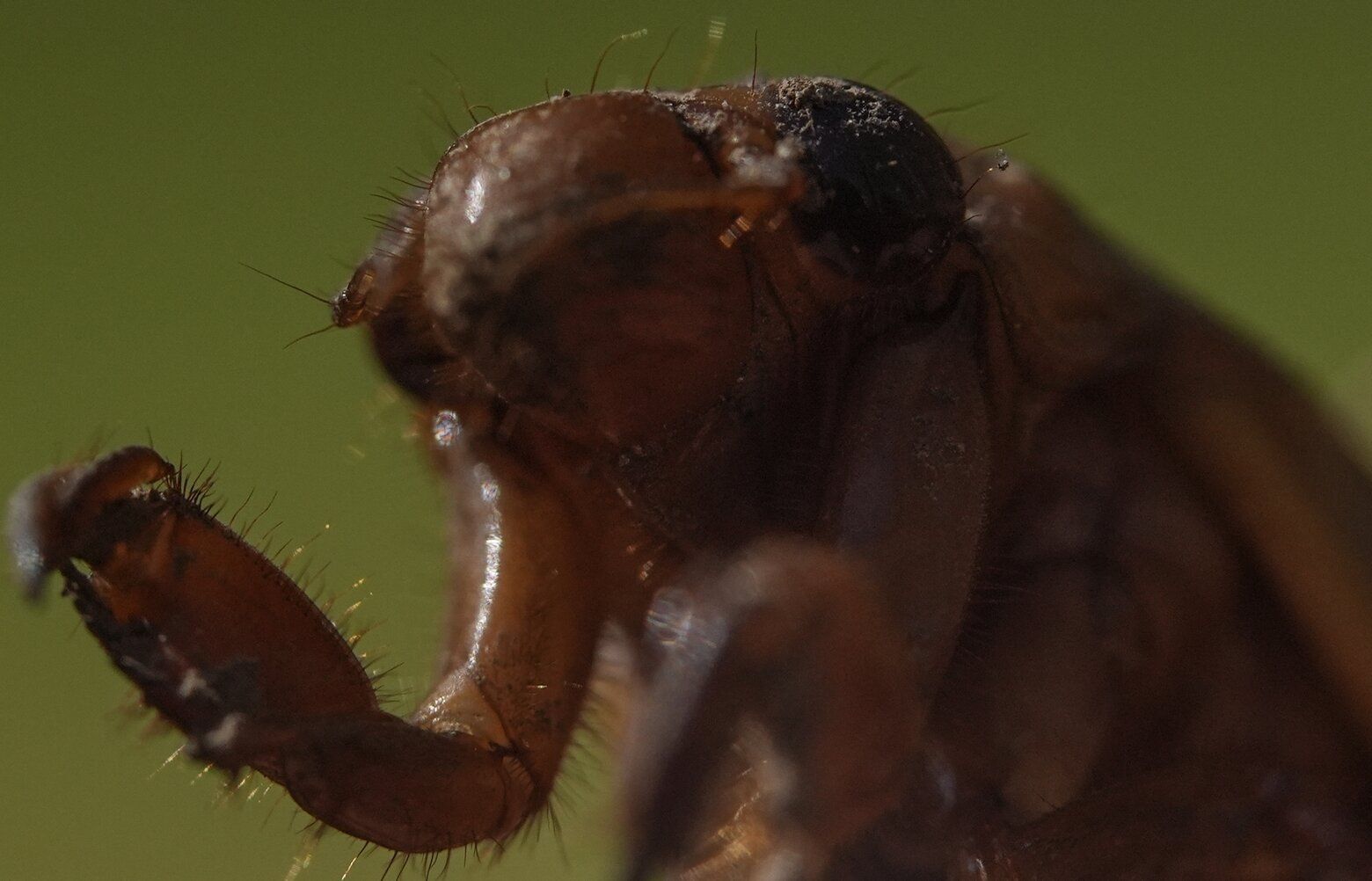 Cicadas are nature’s weirdos. They pee stronger than us and an STD can ...