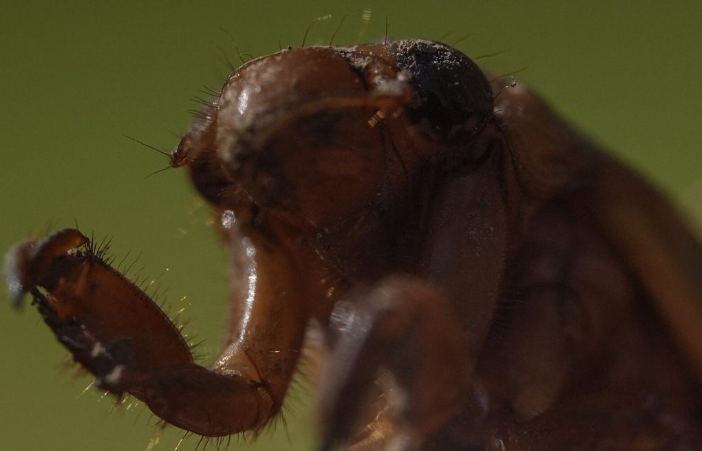 Cicadas are nature’s weirdos. They pee stronger than us and an STD can ...