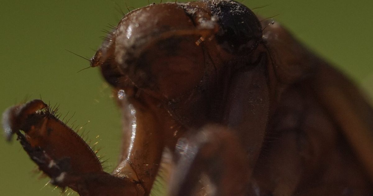 Invaders from underground are coming in cicada-geddon. It’s the biggest ...