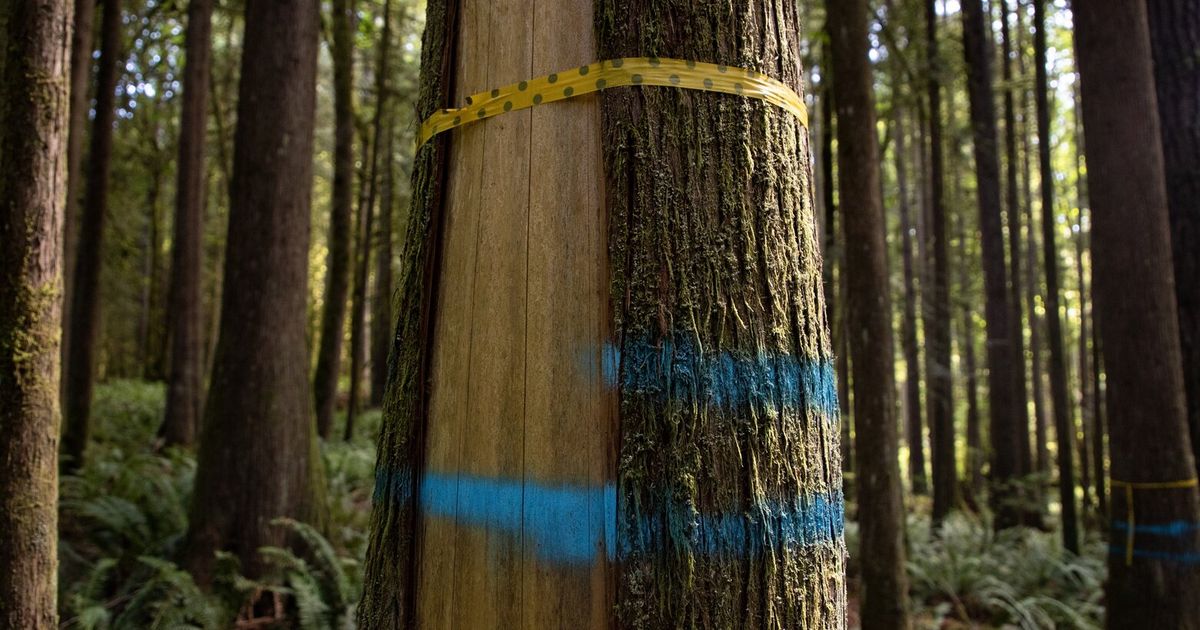 WA timber sale blocked as judge orders climate change study | The ...