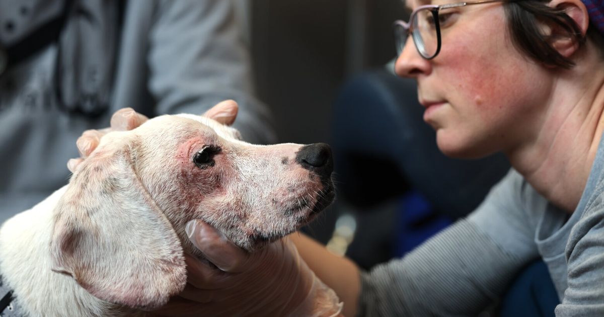 This Seattle vet offers free care for the pets of low-income residents ...