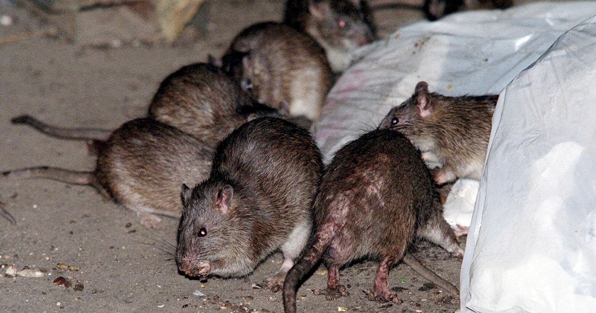 How brown rats crawled off ships and conquered North American cities ...