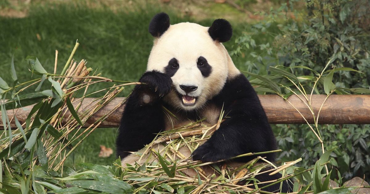 South Koreans bid emotional farewell to beloved panda leaving for China ...