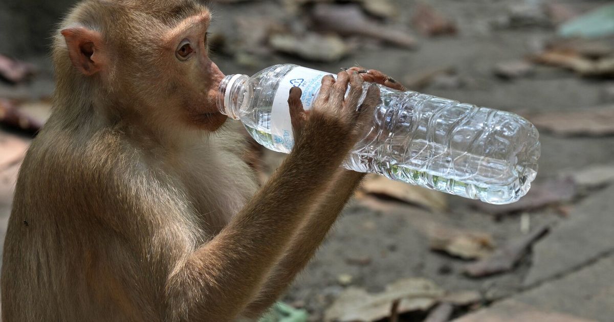 Cruelty for clicks: Cambodia is investigating YouTubers’ abuse of ...