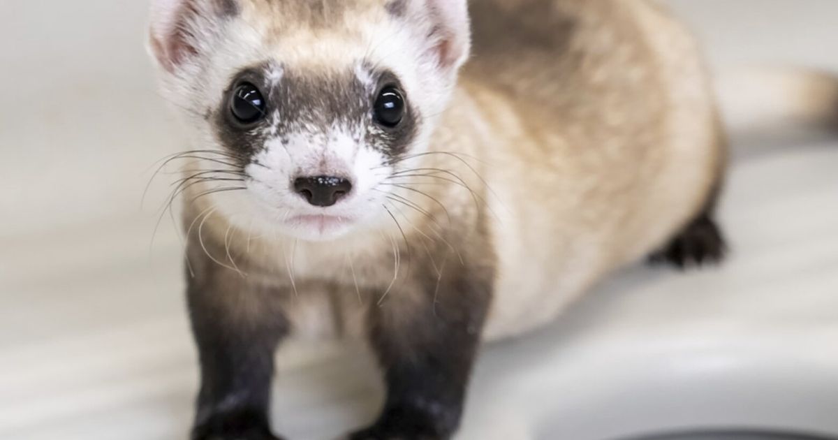 Cloning makes three: Two more endangered ferrets are gene copies of ...