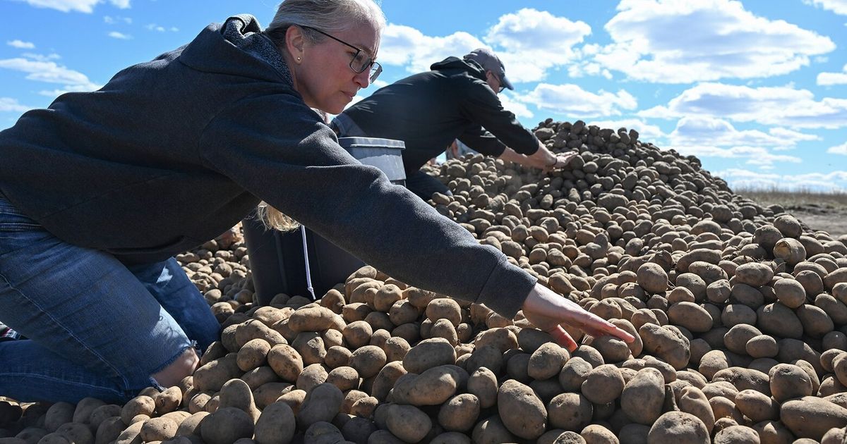 10 truckloads of potatoes prompt a free-food frenzy — and a fun time ...