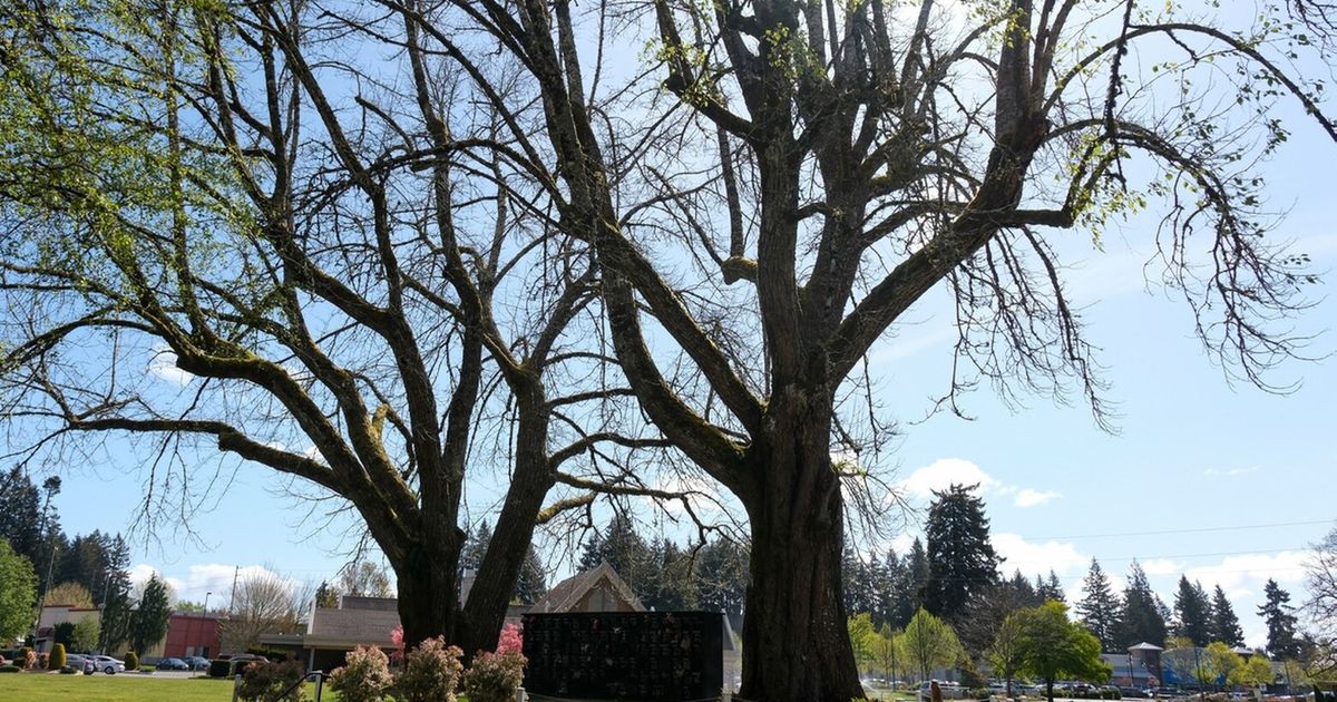 Where to find some of the best big trees in Western WA | The Seattle Times