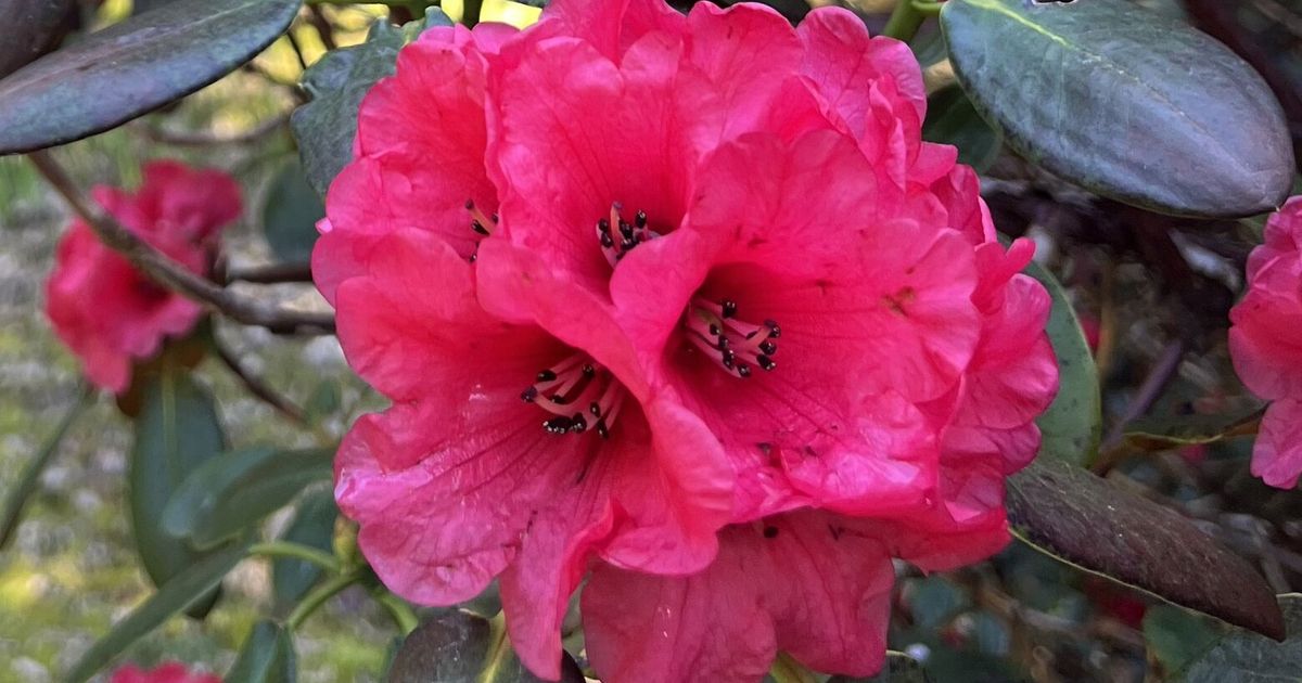 5 outings to see spring flowers around Seattle this May | The Seattle Times