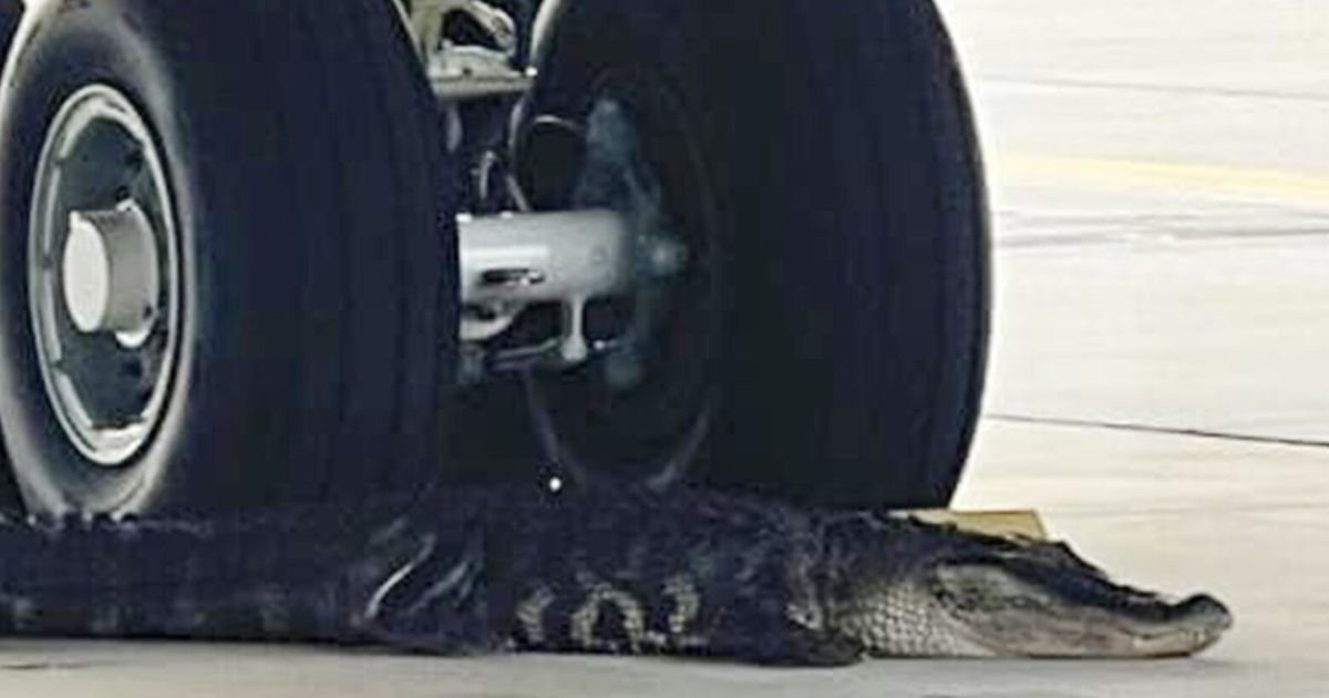 Alligator on runway at MacDill Air Force Base in Florida captured ...