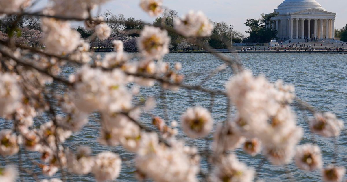 Japan is giving Washington 250 new cherry trees to replace those to be ...