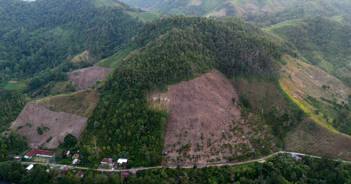 Deforestation in Indonesia spiked last year, but resources analyst sees ...