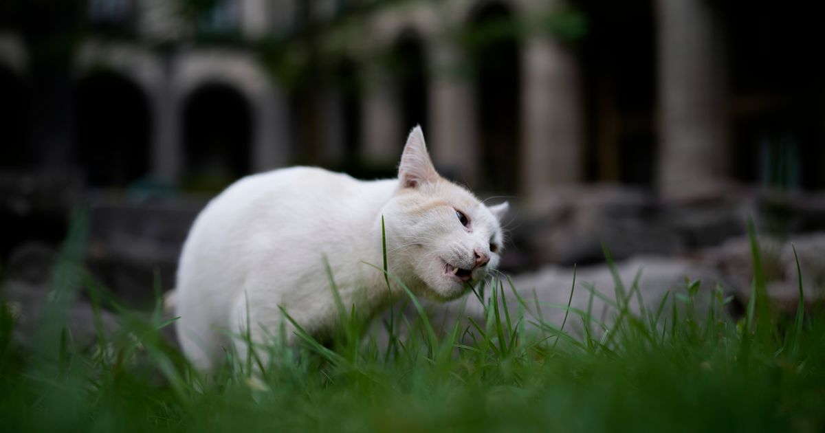 A new declaration in Mexico gives 19 cats roaming the presidential ...
