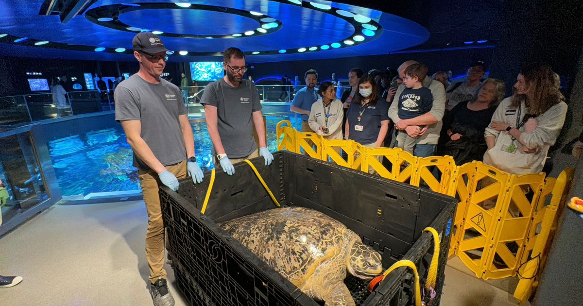 Ancient sea turtle housed at Boston aquarium for more than 50 years ...