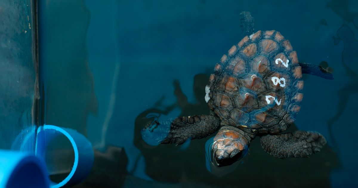 Over 500 baby sea turtles washed ashore in a big storm off South Africa ...