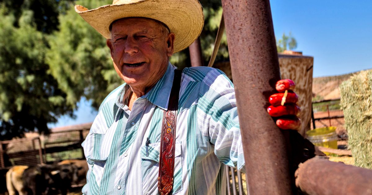 10 years after armed standoff with federal agents, Bundy cattle are ...