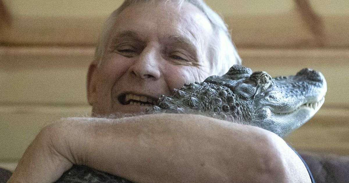 Man says his emotional support alligator, known for its big social ...