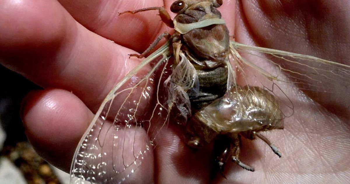 AP PHOTOS: Cicadas swarm parts of US as the screaming insects emerge in ...