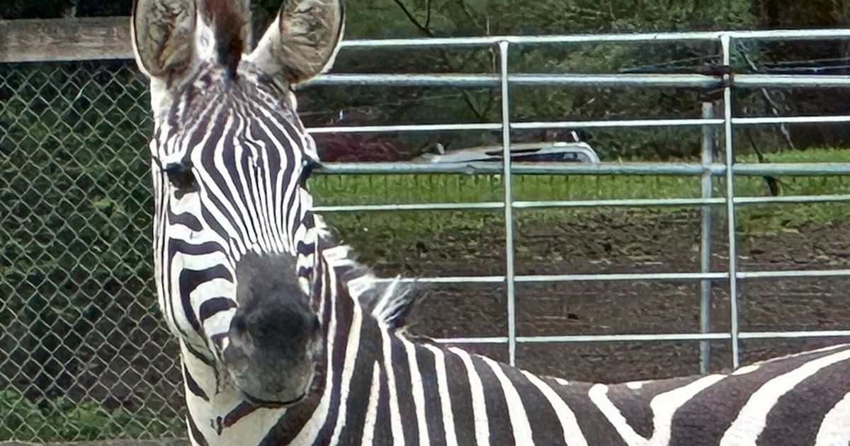 Missing zebra finally recovered near North Bend | The Seattle Times