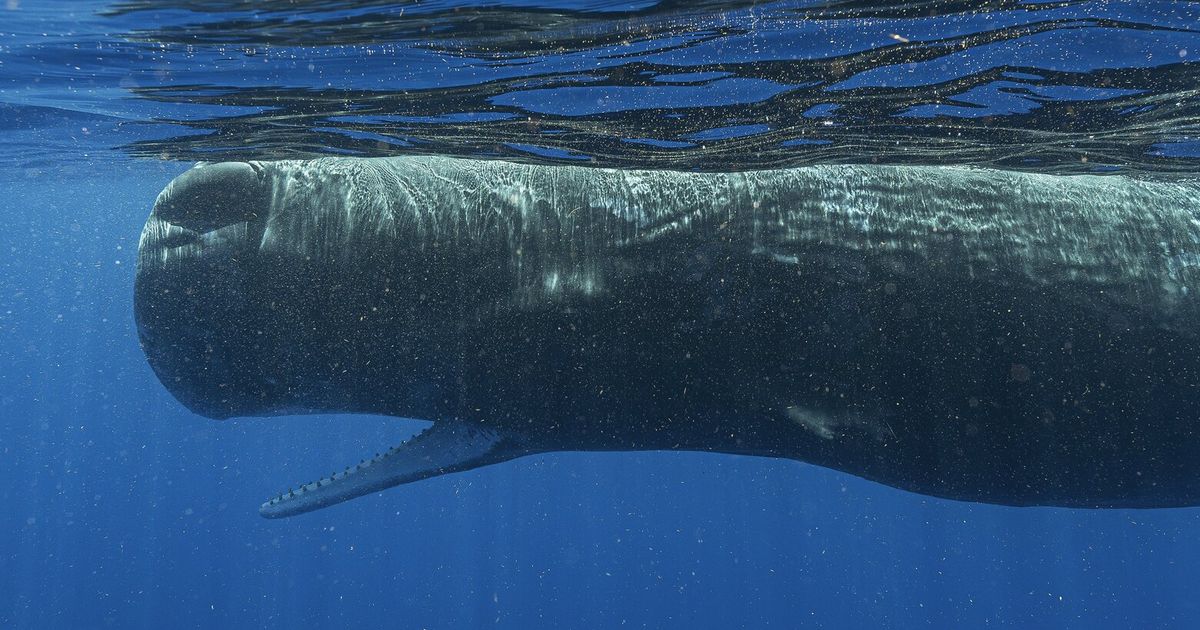 Scientists are learning the basic building blocks of sperm whale ...