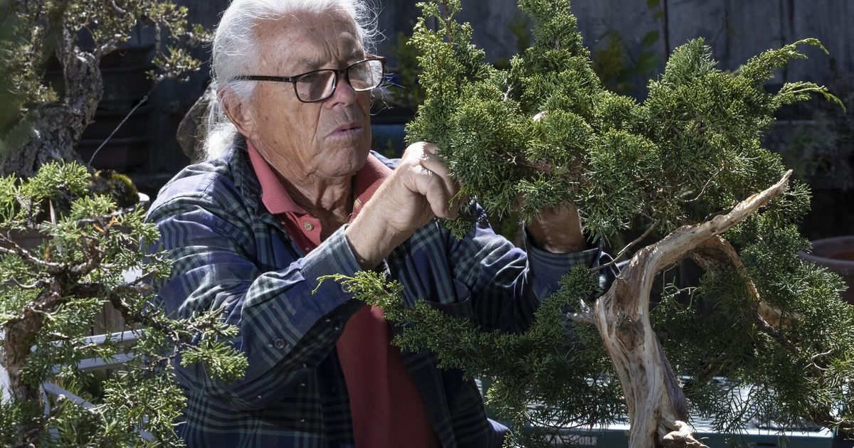 A Bremerton bonsai master has created his own Eden of ancient art and ...