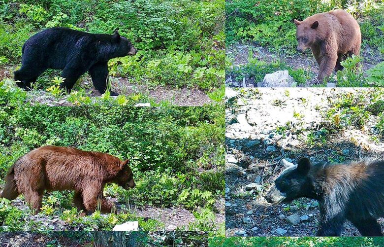 Isabella Breda | The Seattle Times