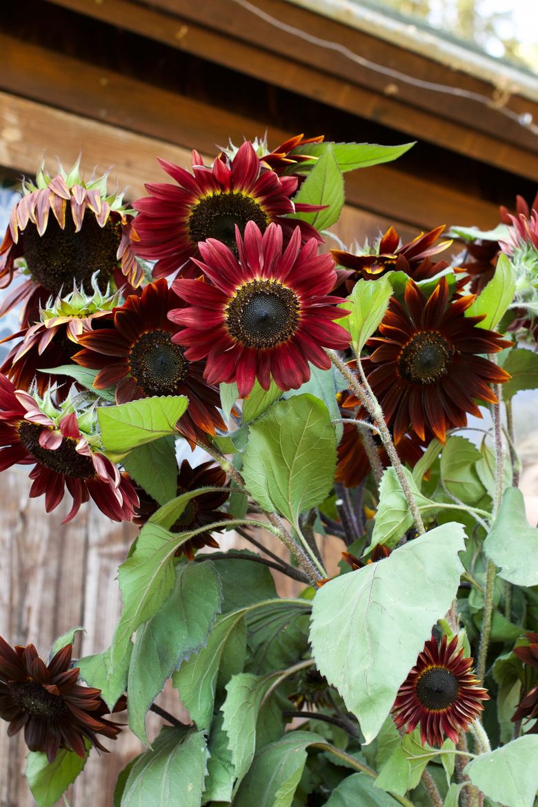 Colors Of Sunflowers Flowers
