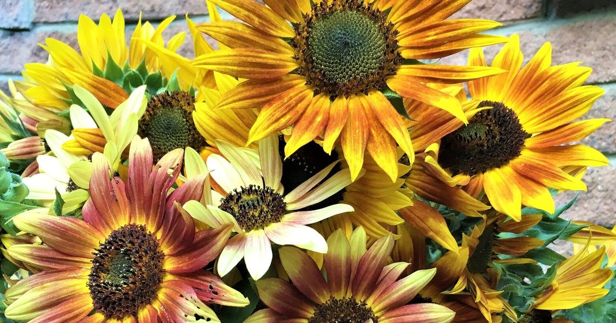 How to pick and plant sunflowers of all sizes and colors in WA gardens ...