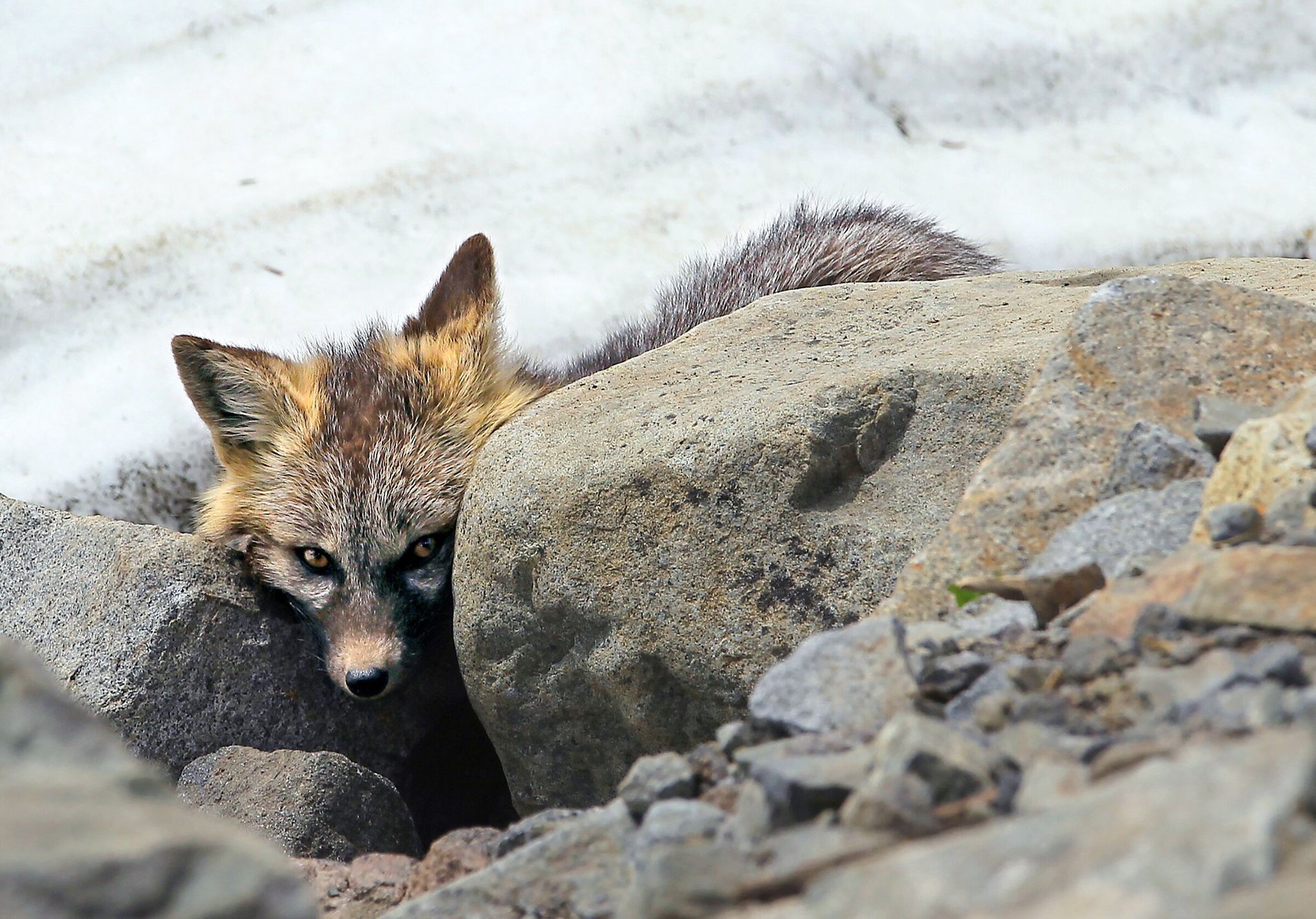 “Meet the Gray Fox: The Mysterious Tree-Climbing Fox That Challenges ...