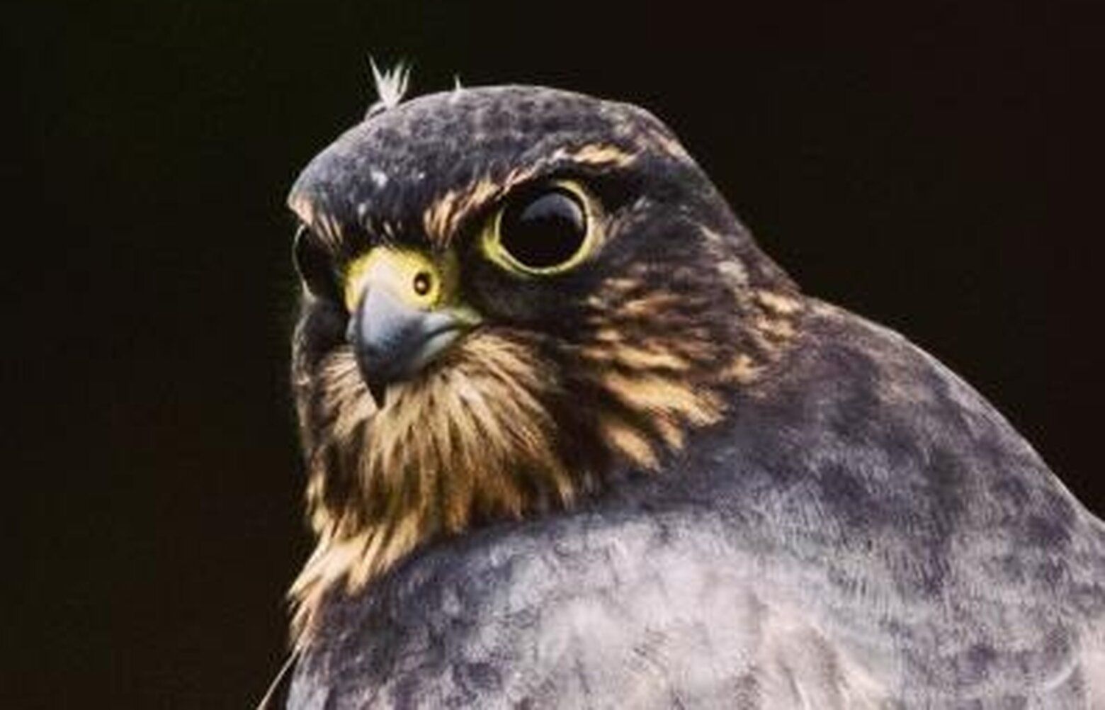 Alex Fryer | The Seattle Times