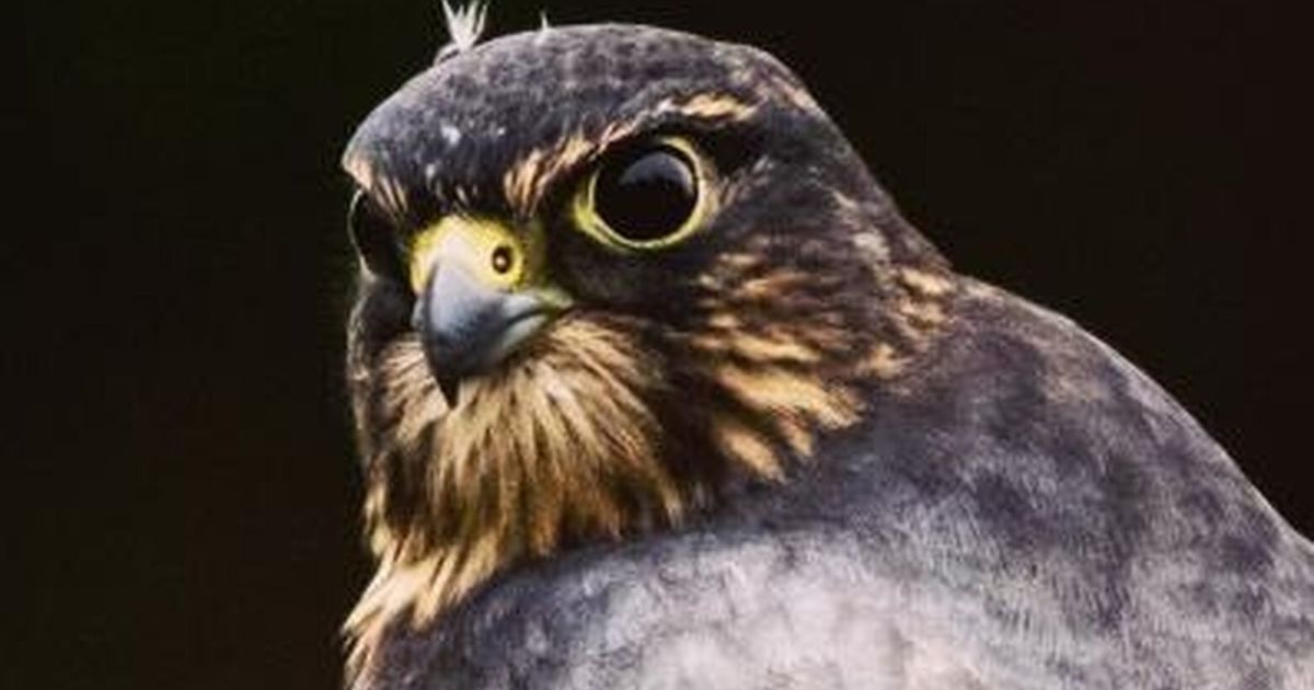 Seattle’s Tree Protection Ordinance: Rising above the canopy cacophony ...