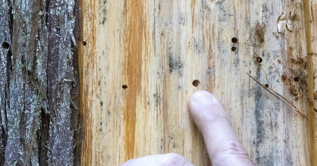 Beetles killing more trees in WA, likely due to drought | The Seattle Times