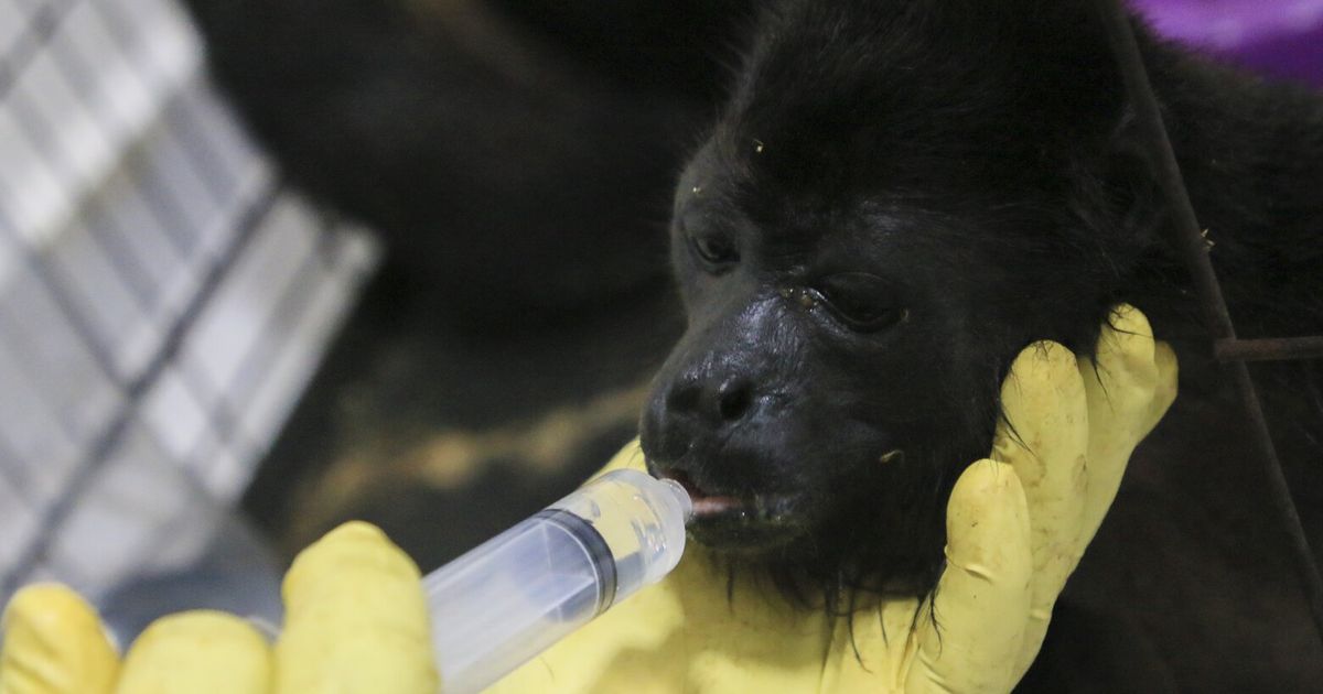 It’s so hot in Mexico that howler monkeys are falling dead from the ...