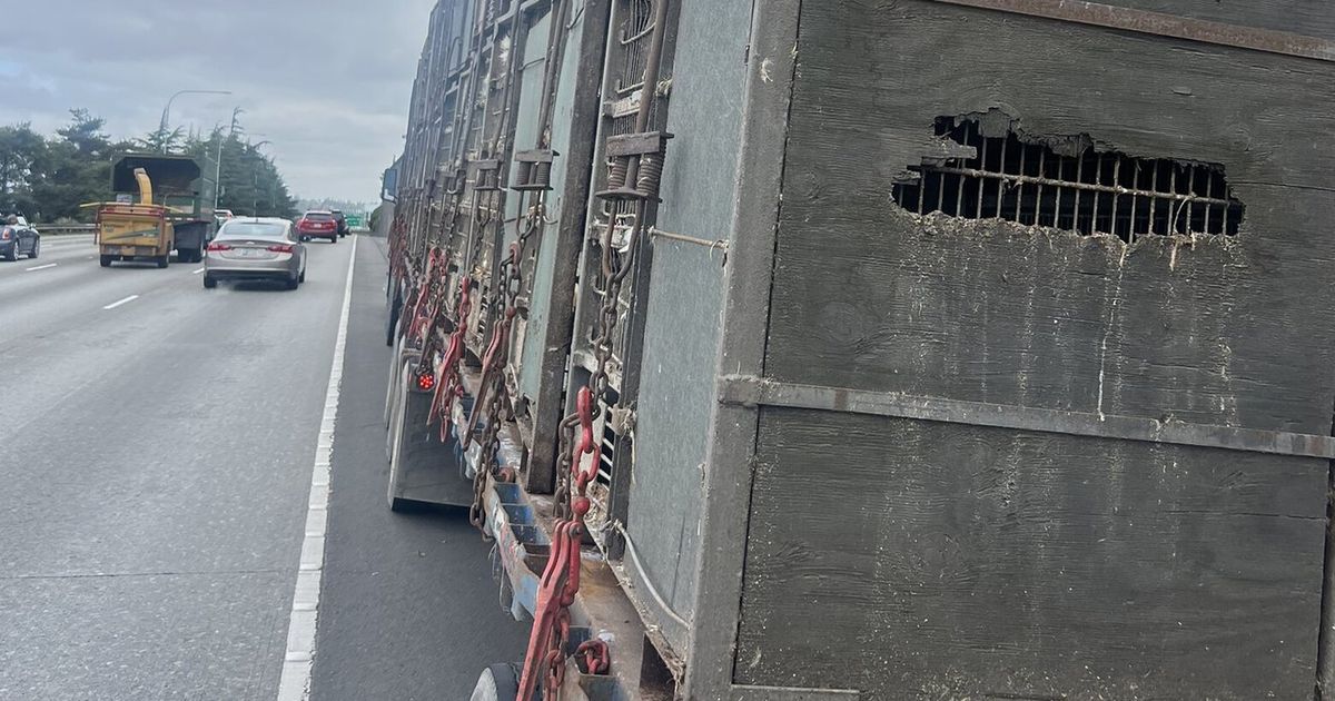 Traffic alert: Chickens escaping truck on I-5 near downtown Seattle ...