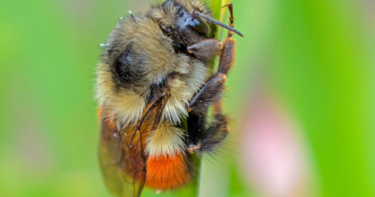 How pollinator pathways will make our world a better place | The ...