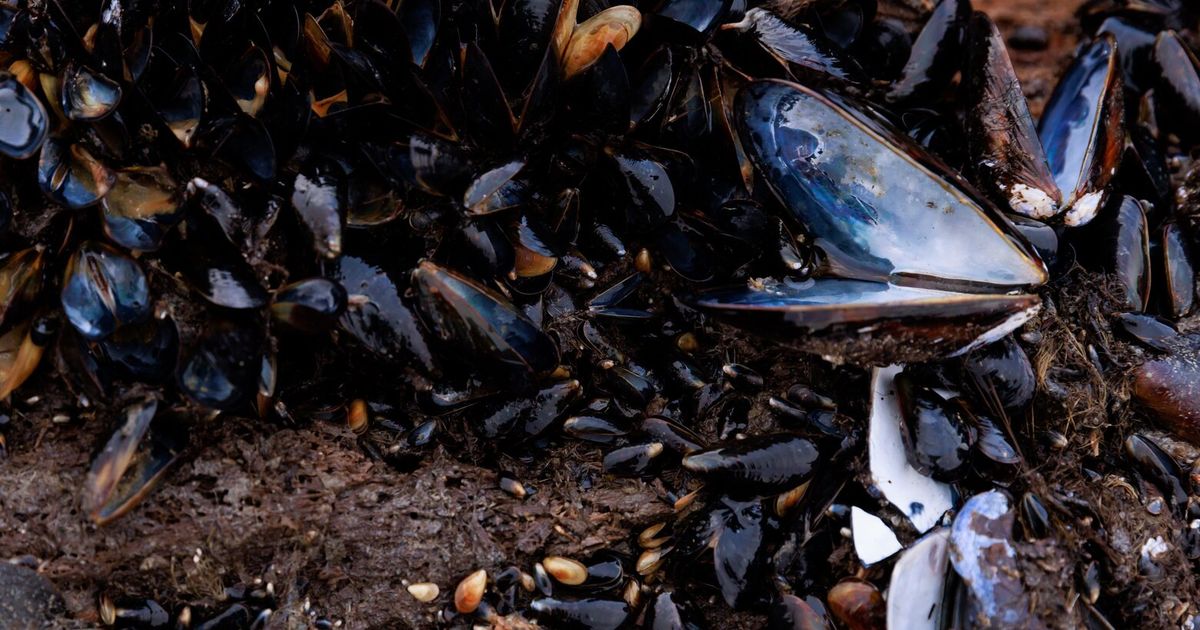 Mussel harvesting closed on WA, OR coast after poisoning outbreak | The ...