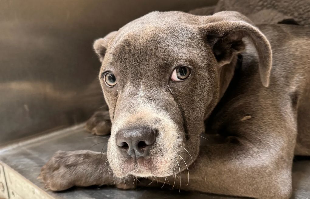 Pets | The Seattle Times