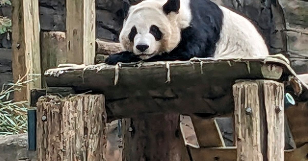 Last pandas at any U.S. zoo expected to leave for China this fall | The ...