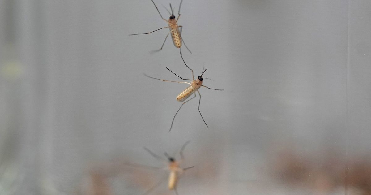 What to look for in mosquito repellents | The Seattle Times